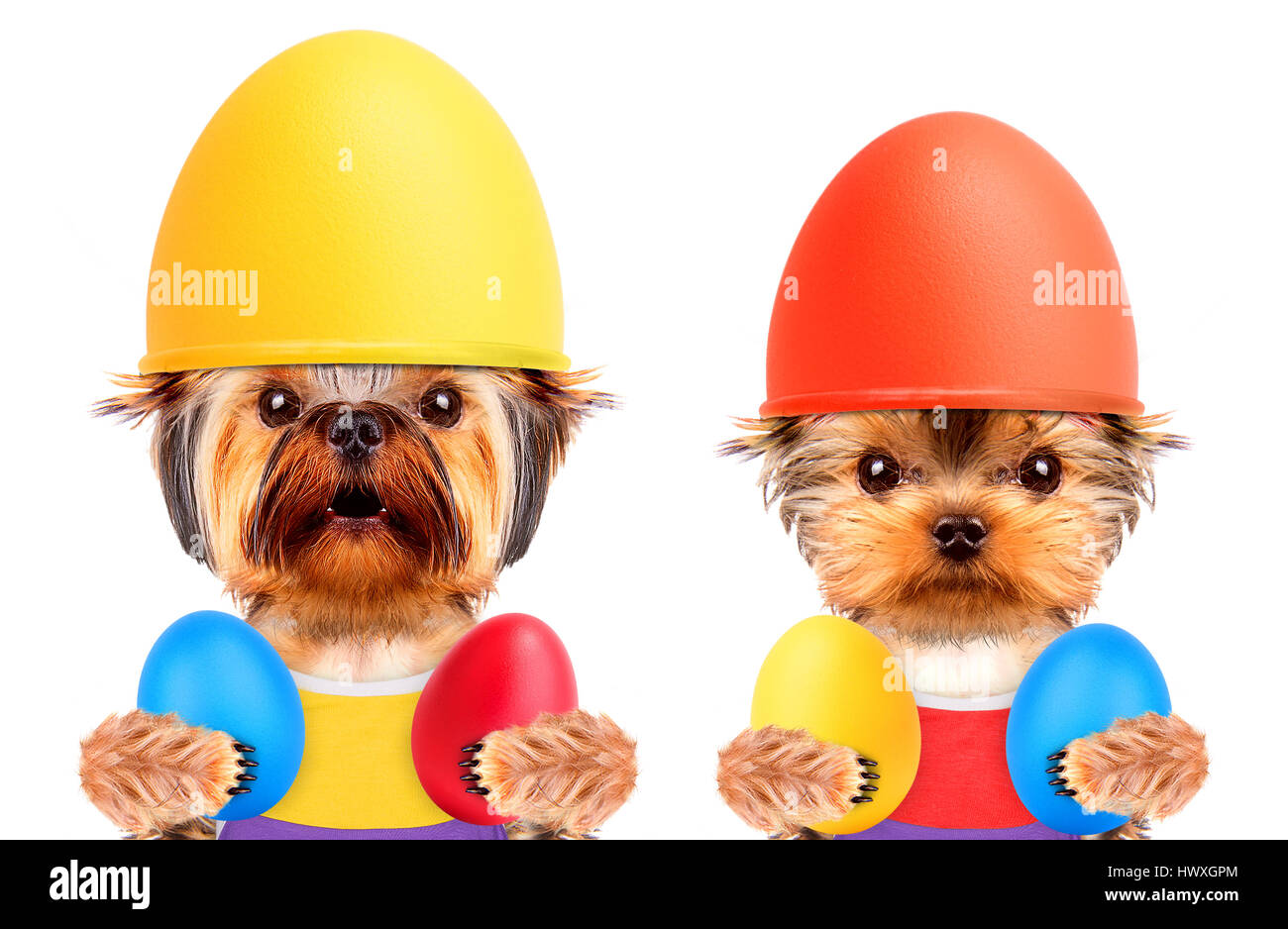 Funny dogs with easter eggs Stock Photo - Alamy