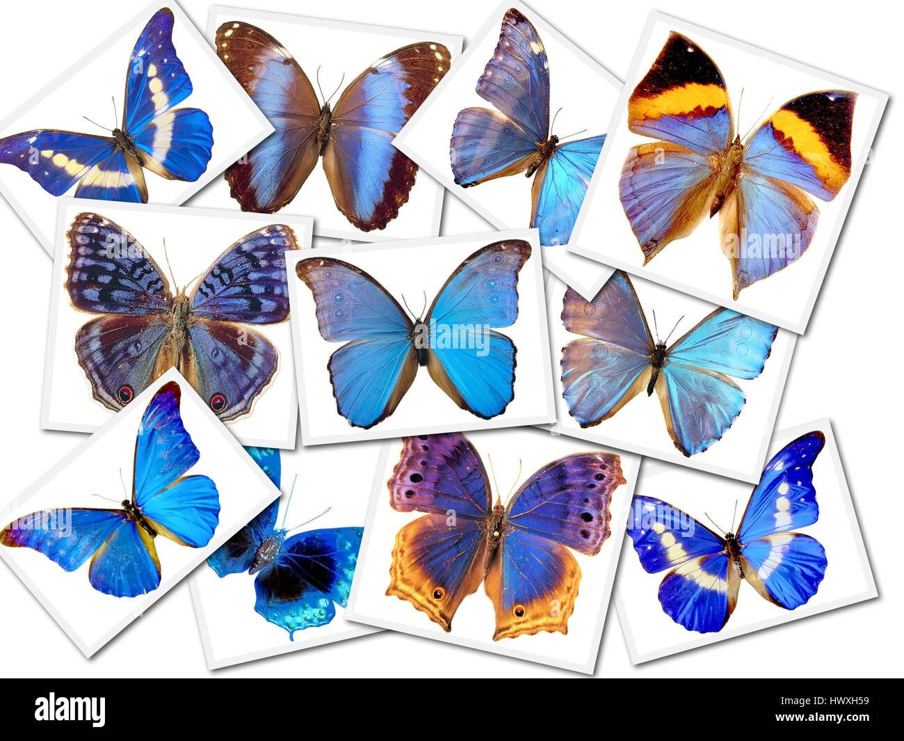 the beautiful butterfly with wings Stock Photo - Alamy
