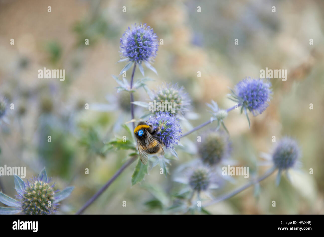 Numbered honey bee on Eryngium Hobbit Stock Photo - Alamy