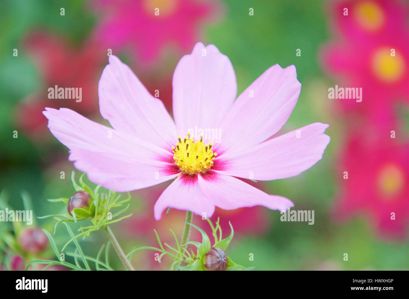 Sonata form hi-res stock photography and images - Alamy