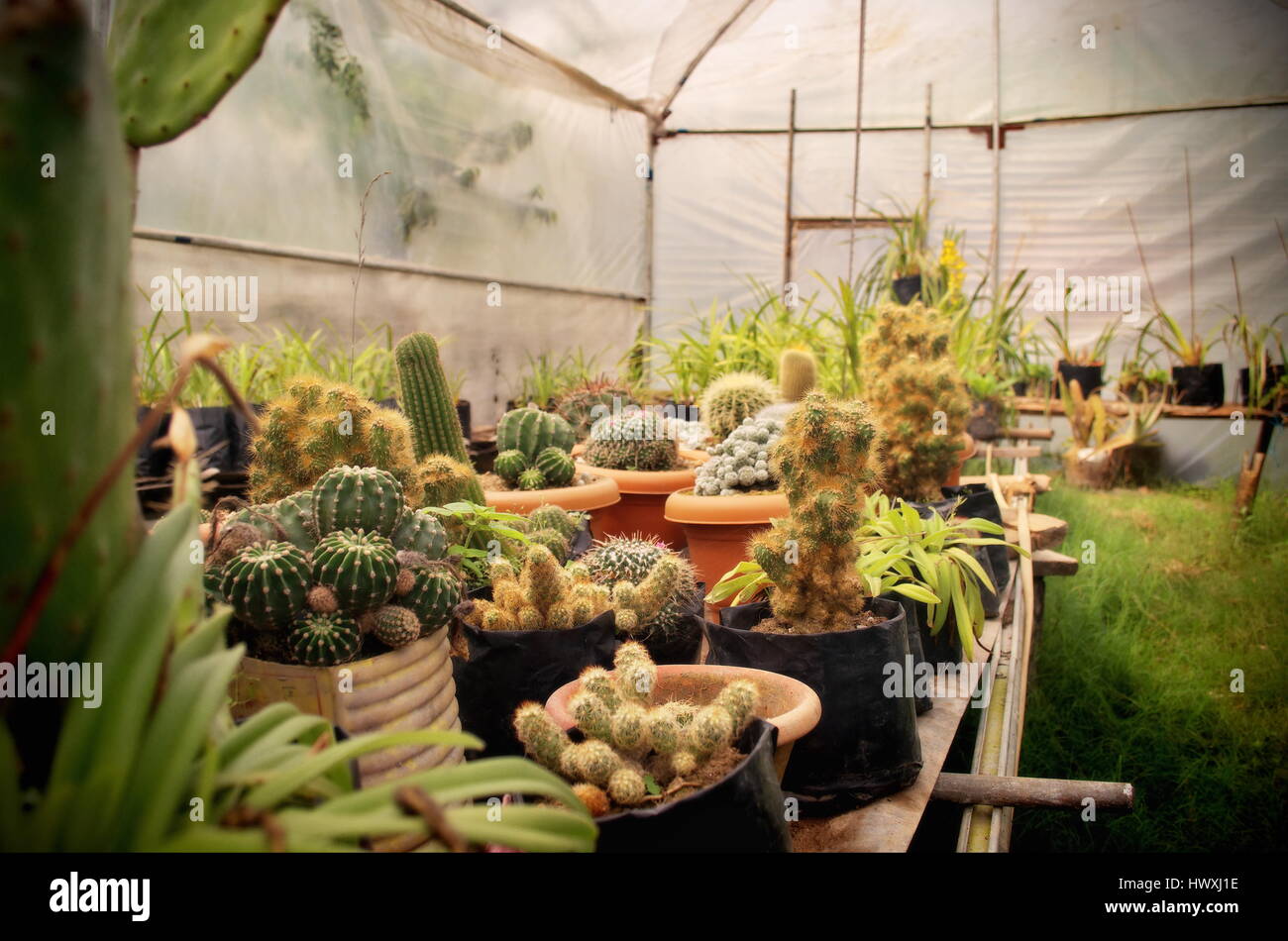 A Cactus Greenhouse Stock Photo - Alamy