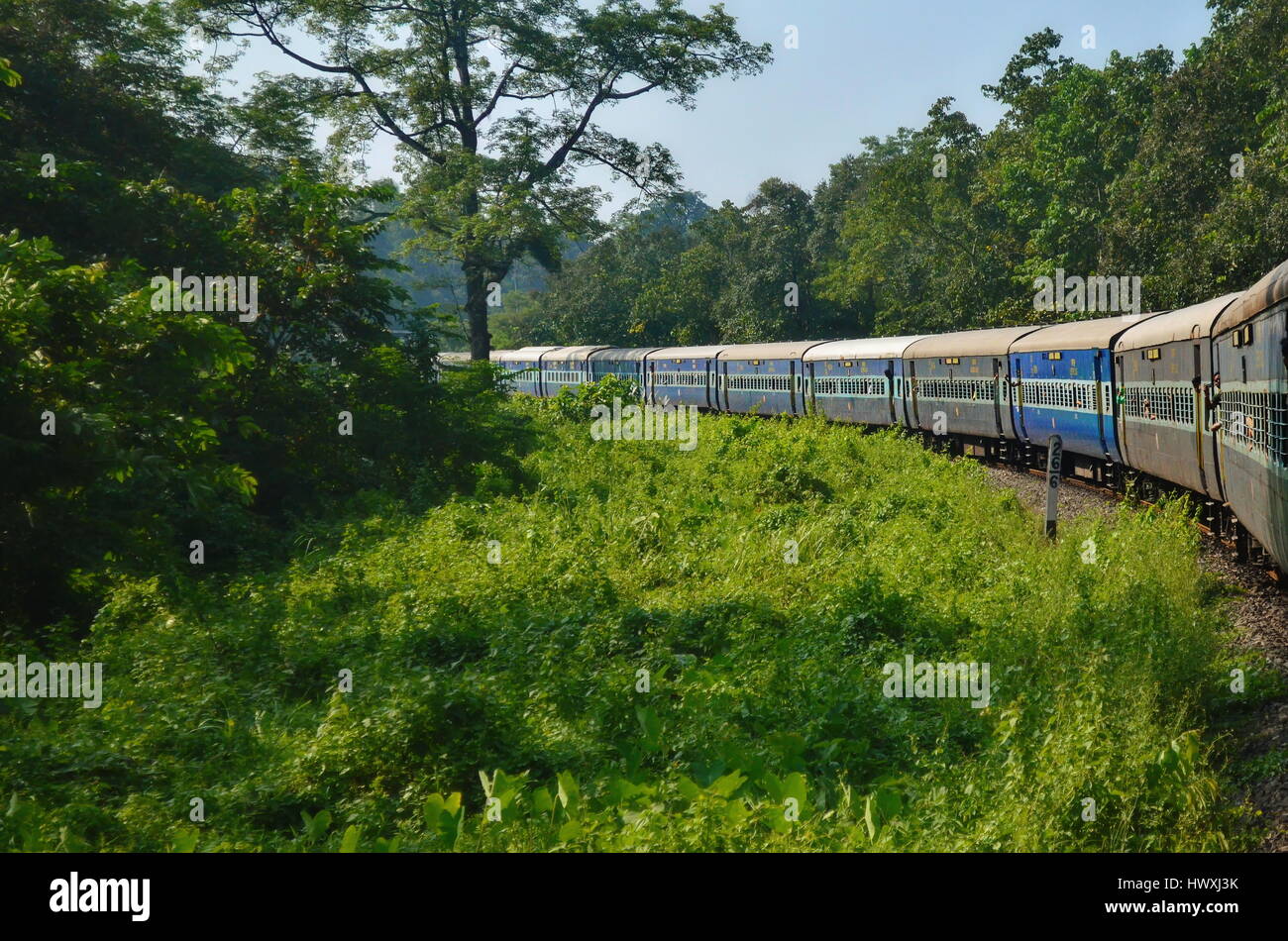 Train Entering Forest High Resolution Stock Photography and Images - Alamy