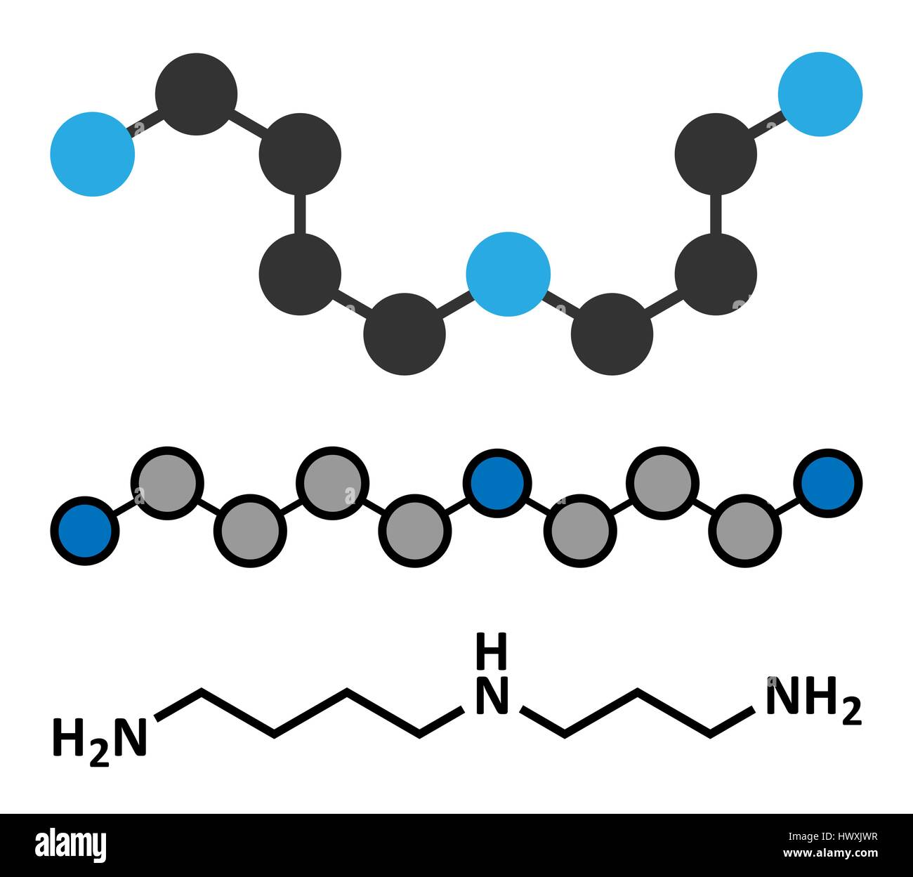 Spermidine molecule. Conventional skeletal formula and stylized ...