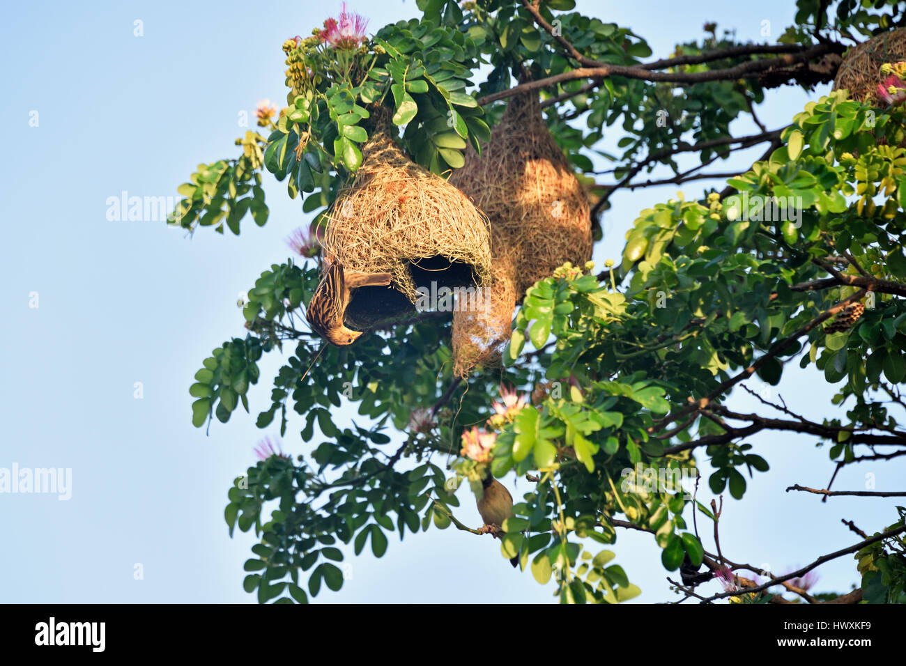 A female Baya Weaver (Ploceus philippinus) perched on it's nest in a large tree in Thailand ...