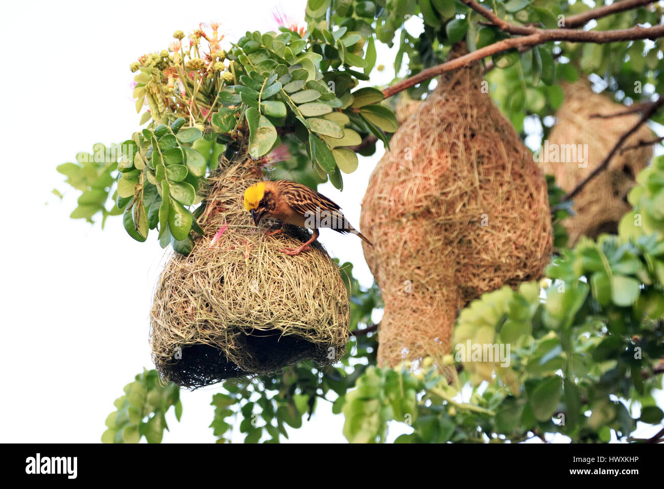 A male Baya Weaver (Ploceus phillipinus) perched on its nest in a colony of weaverbirds in ...