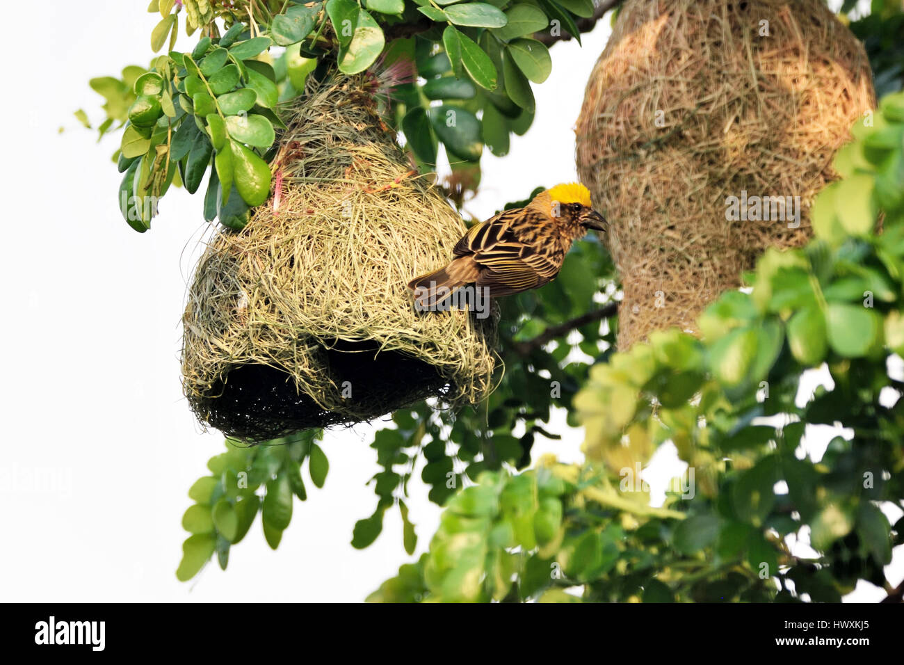 Baya weaverbird hi-res stock photography and images - Alamy