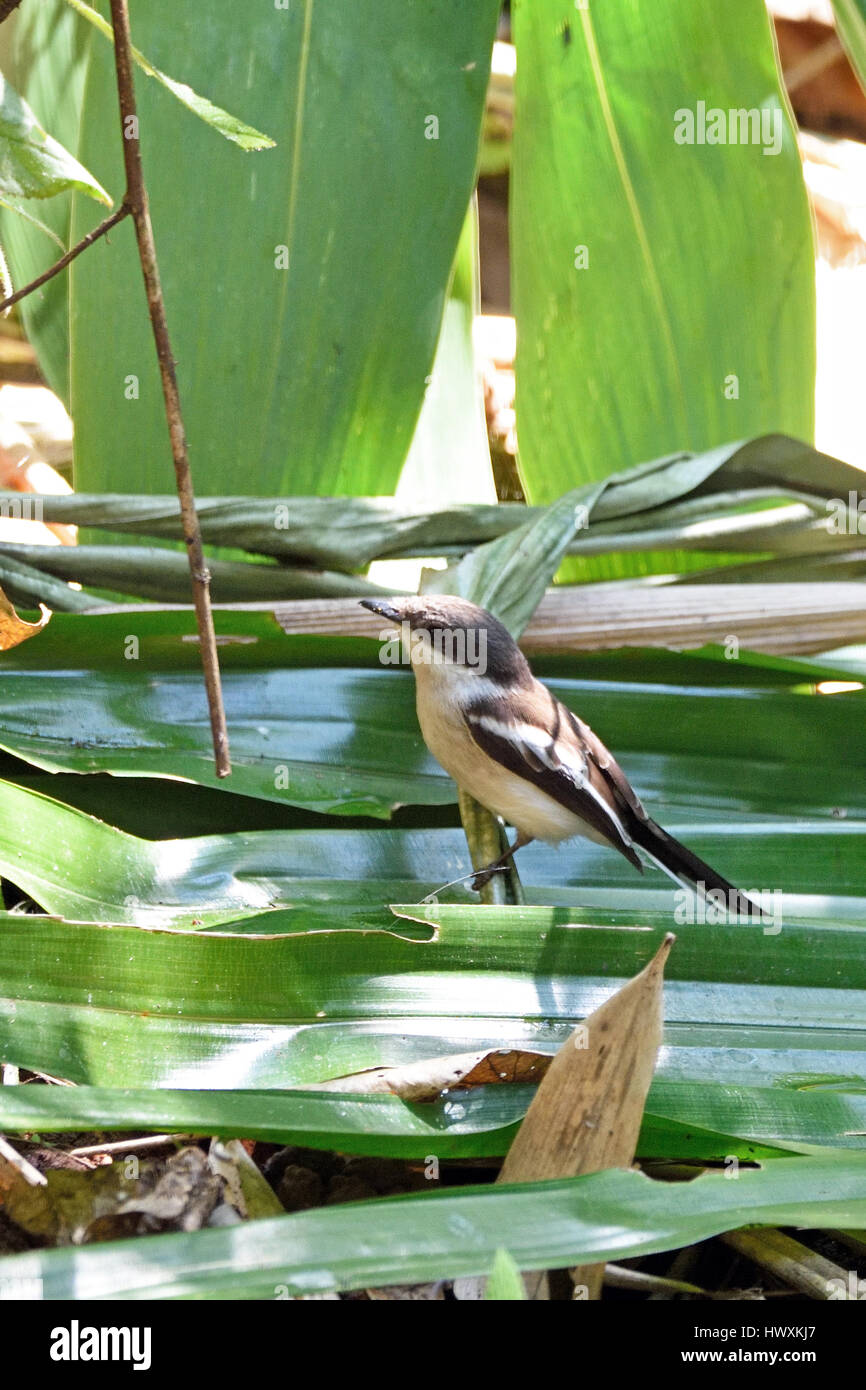 A female Bar-winged Flycatcher-Shrike (Hemipus picatus capitalis) on a ...