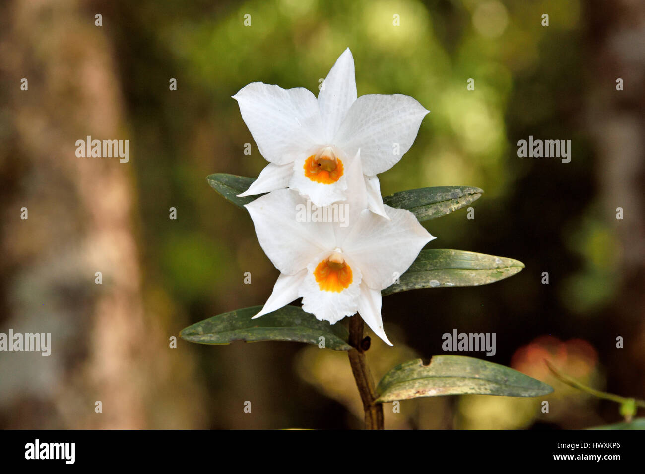 A beautiful white and yellow wild orchid (Dendrobium infundibulum ...