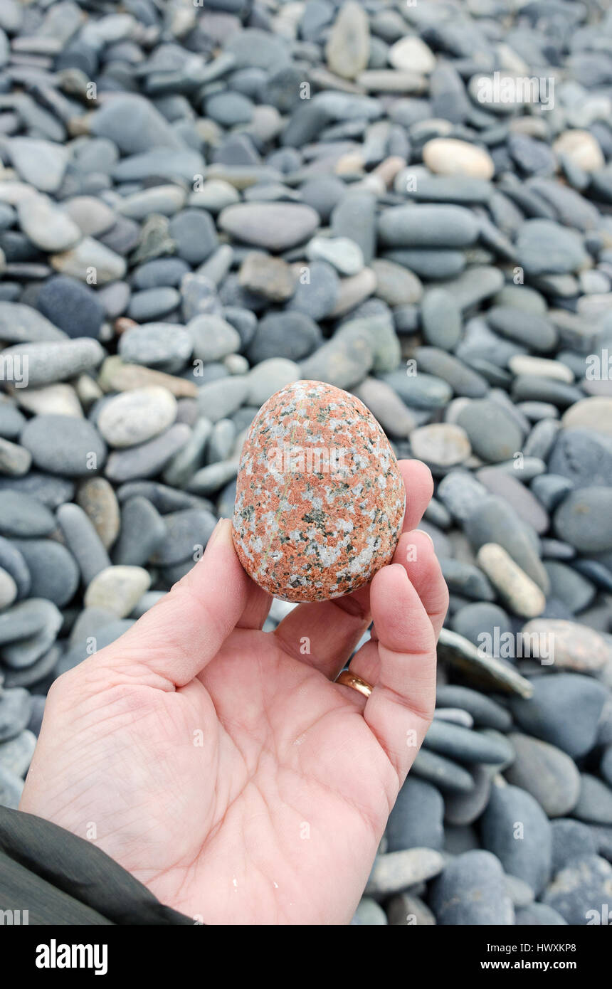 A woman's hand holds a smooth oval pink granite beach stone Stock Photo ...