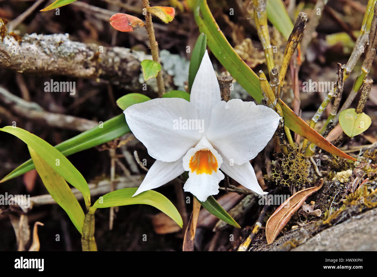 Wild orchid tropical forest hi-res stock photography and images - Alamy