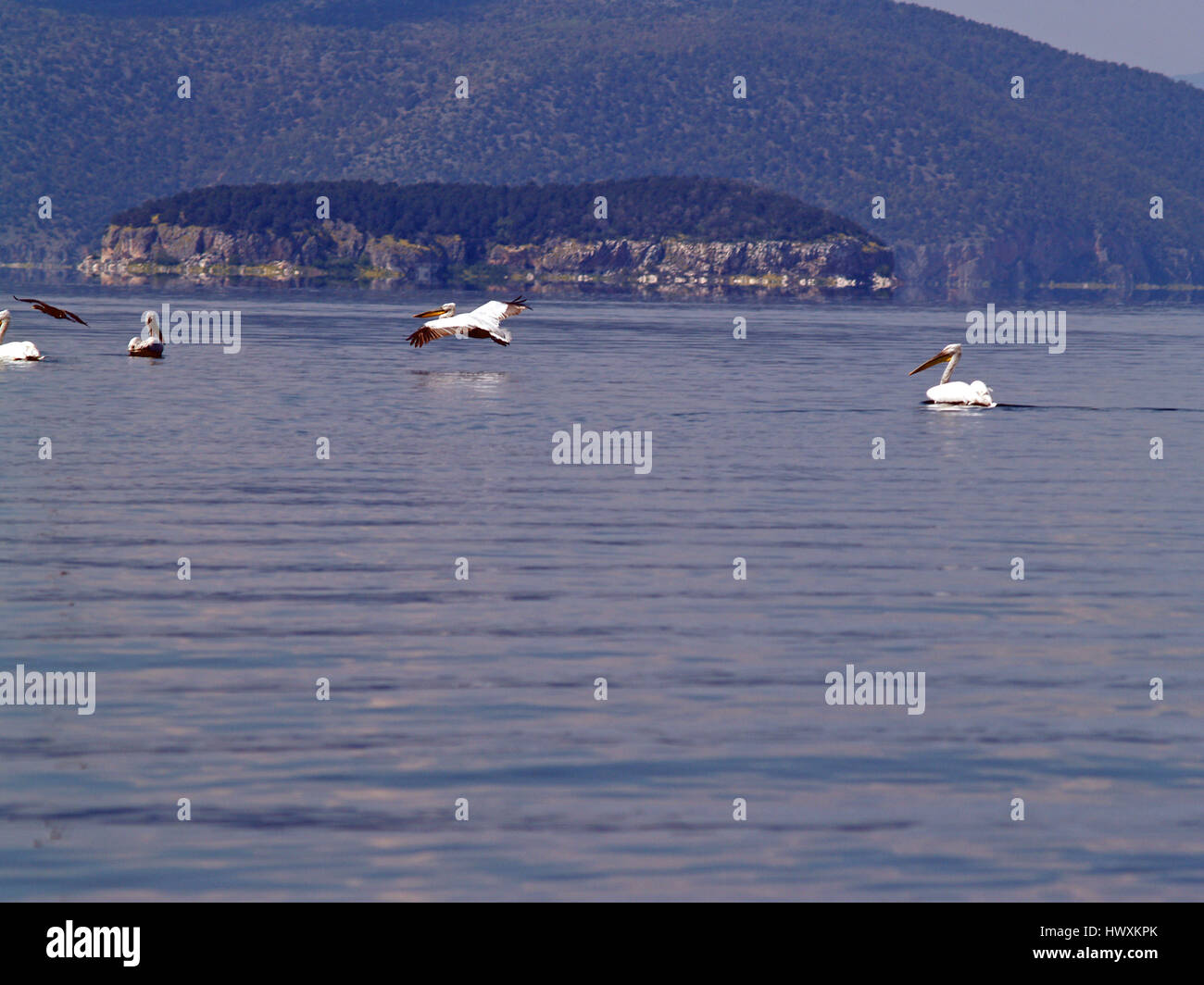 GREEK LAKE PRESPA AND NORTHERN GREECE LIFE PLUS CORFU ISLAND Stock ...