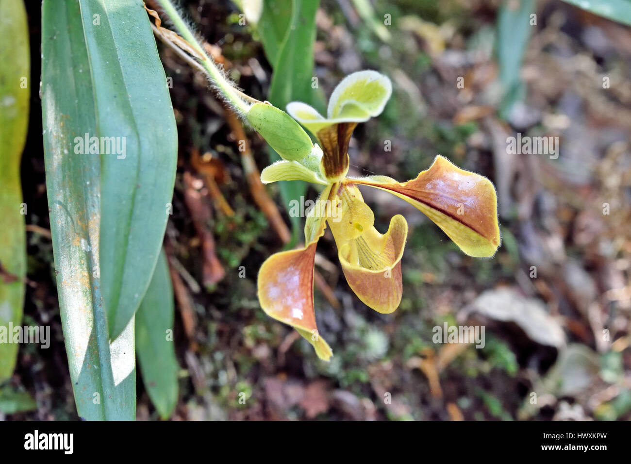 A Slipper Orchid (Paphiopedilum villosum) growing on a tree trunk in ...