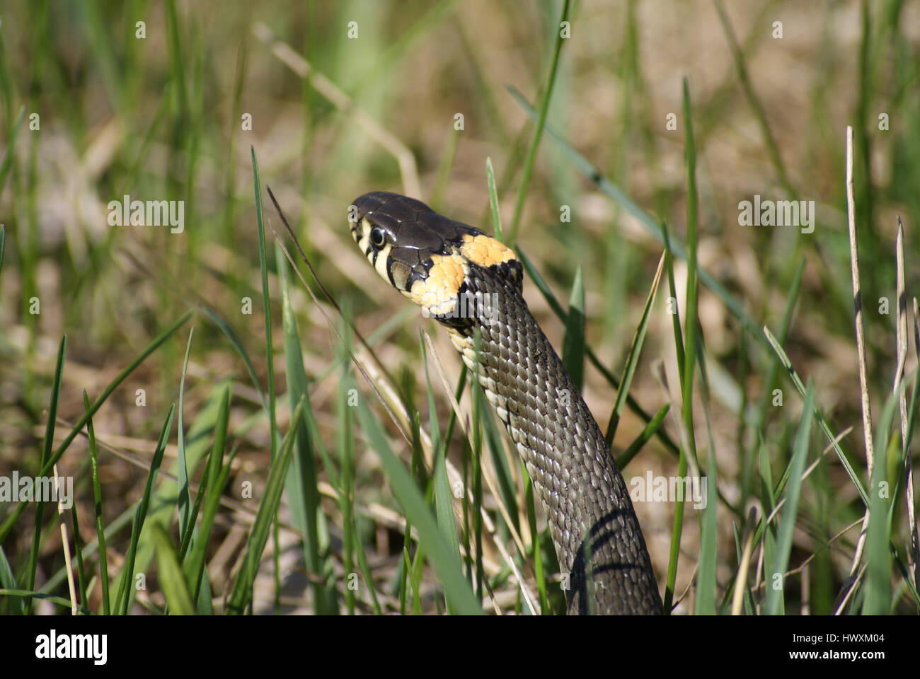 grass snake on spring grass meadow Stock Photo - Alamy