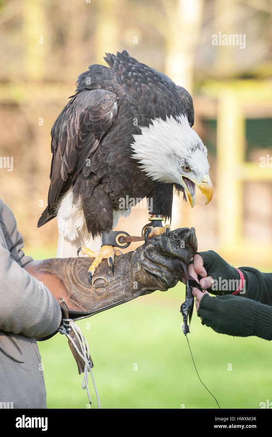 north american eagle on the arm of an expert falconry handler Stock ...