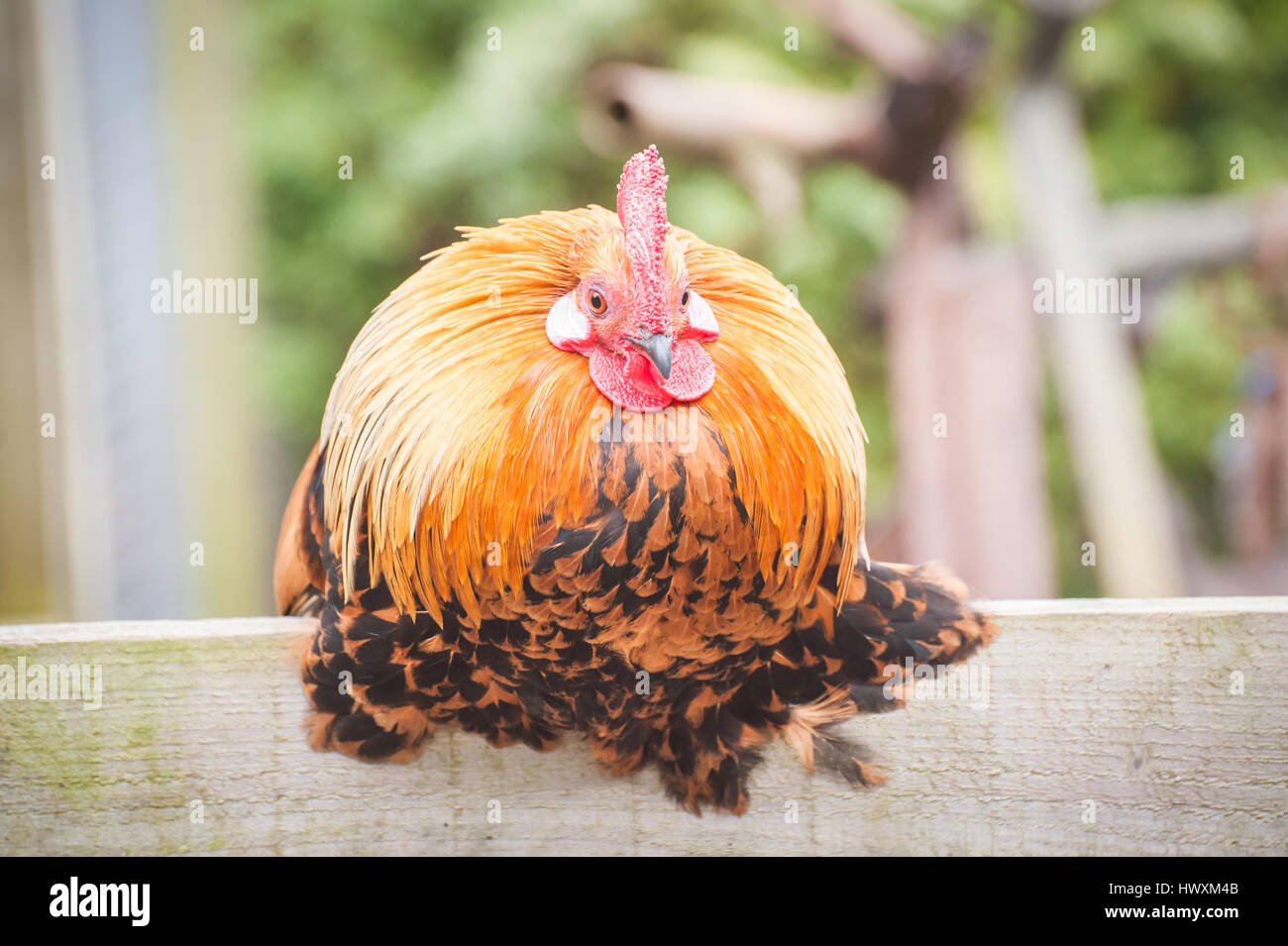 round plump chicken on a farmyard fence Stock Photo - Alamy