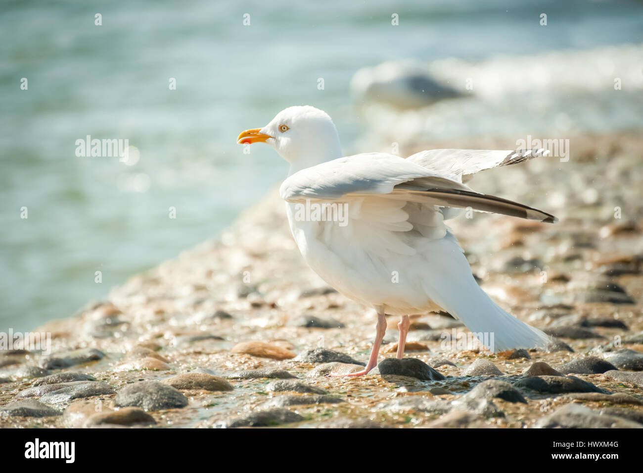 seagull cleaning its wings in sea spray Stock Photo - Alamy