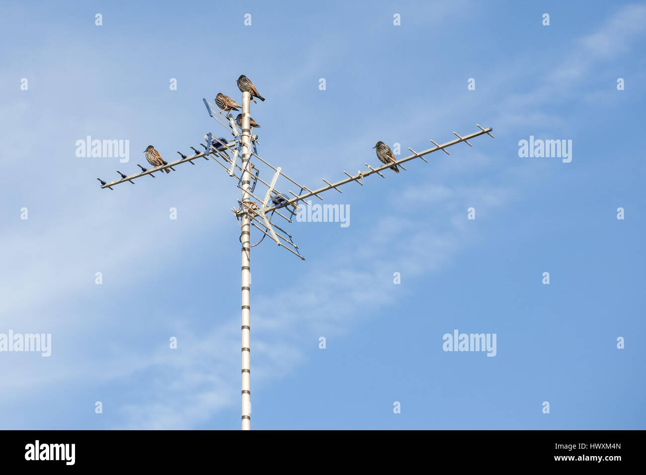 starling birds on a television aerial Stock Photo - Alamy