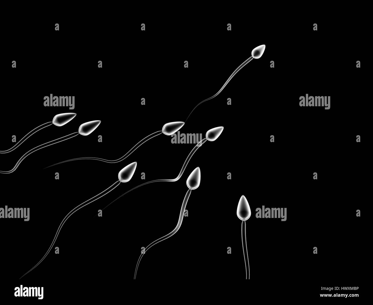 Human sperm cells hi-res stock photography and images - Alamy