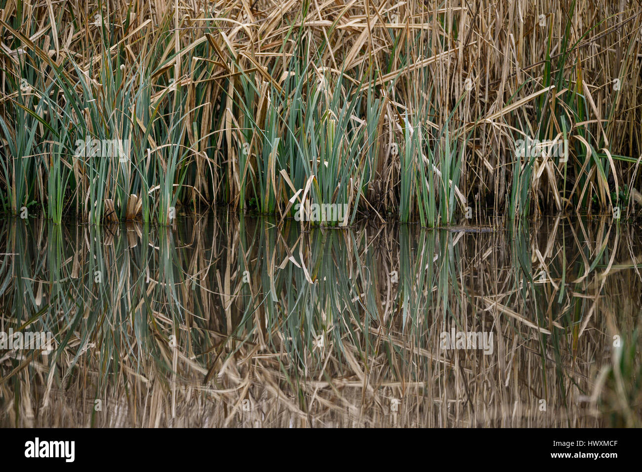 Detail image of reeds in water during Spring Stock Photo - Alamy