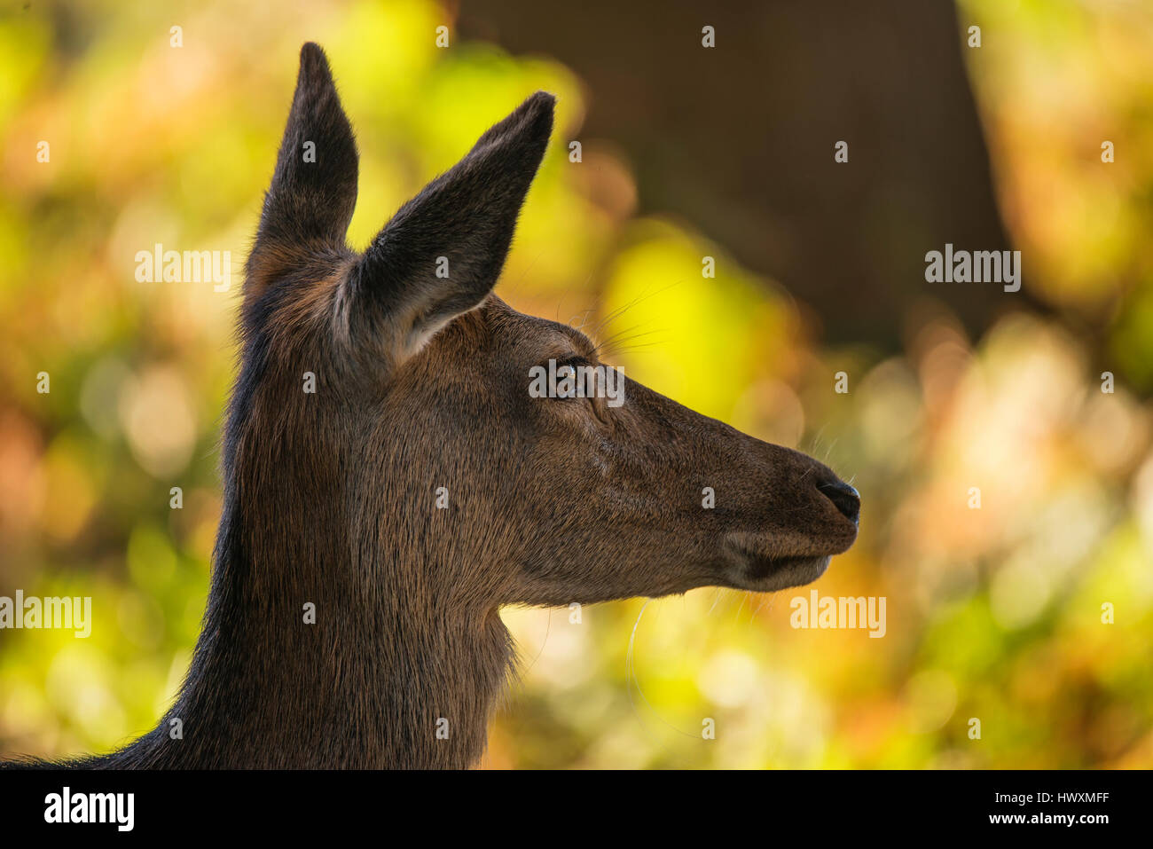 Beautiful hind doe red deer cervus elaphus in dappled sunlight forest ...
