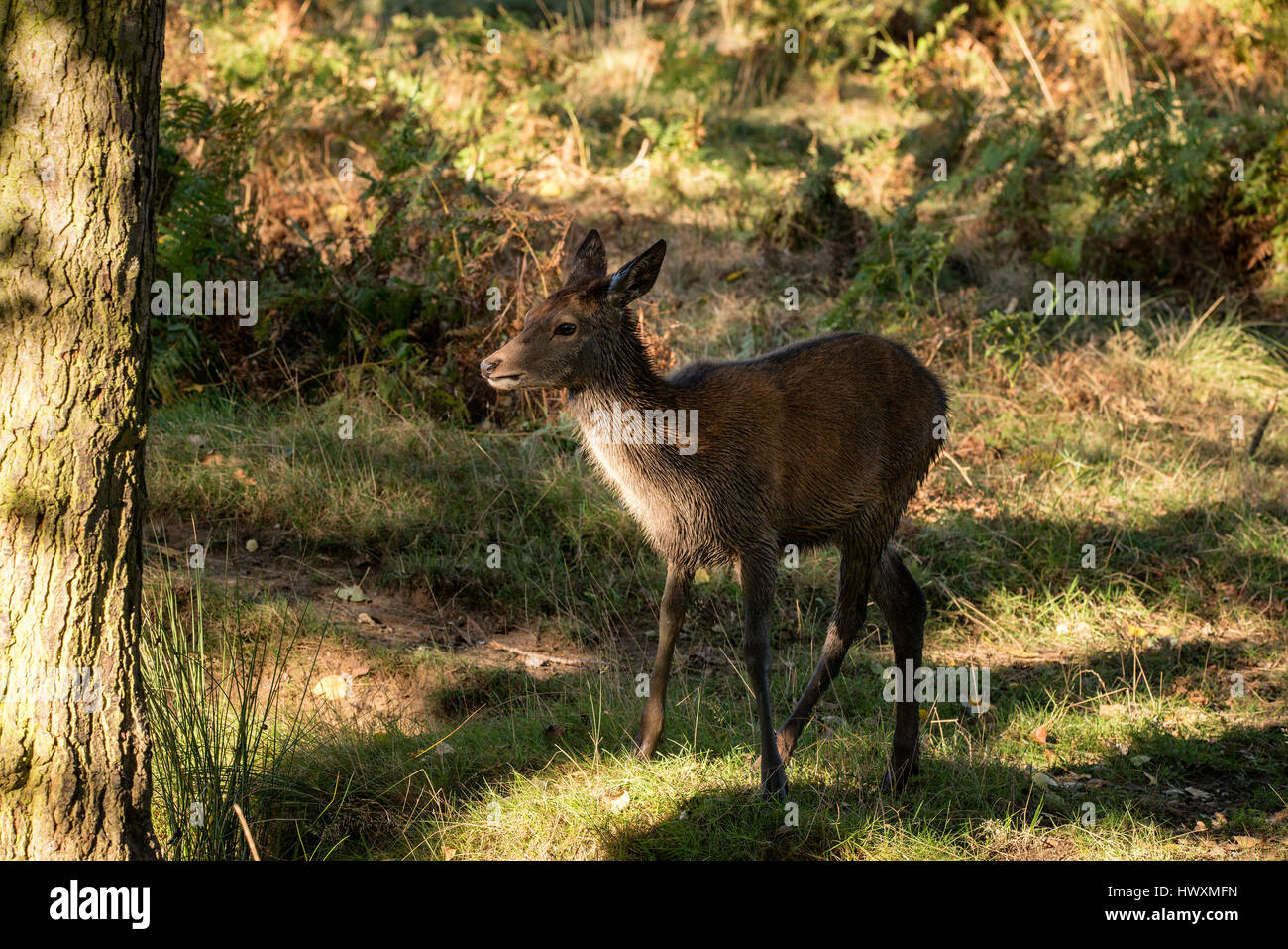 Young hind doe red deer calf in Autumn Fall forest landscape image ...