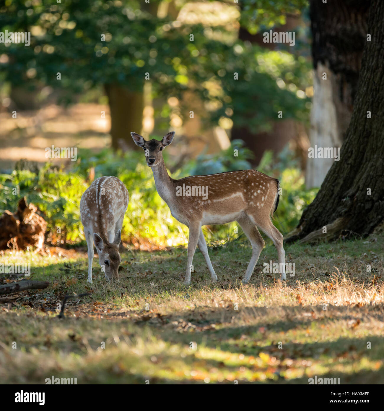 Young hind doe red deer calf in Autumn Fall forest landscape image ...