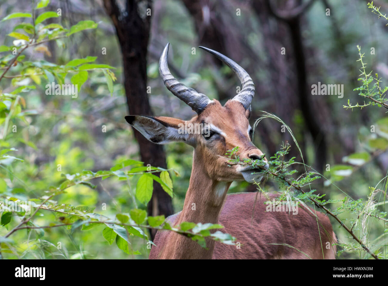 Impala eating grass hi-res stock photography and images - Alamy