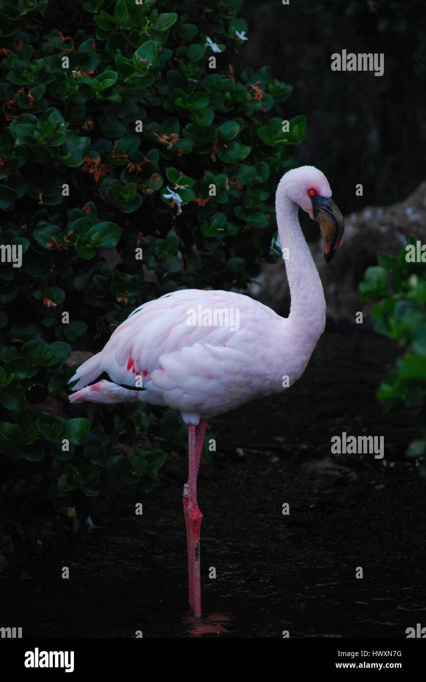 Pink lesser flamingo with long legs Stock Photo - Alamy