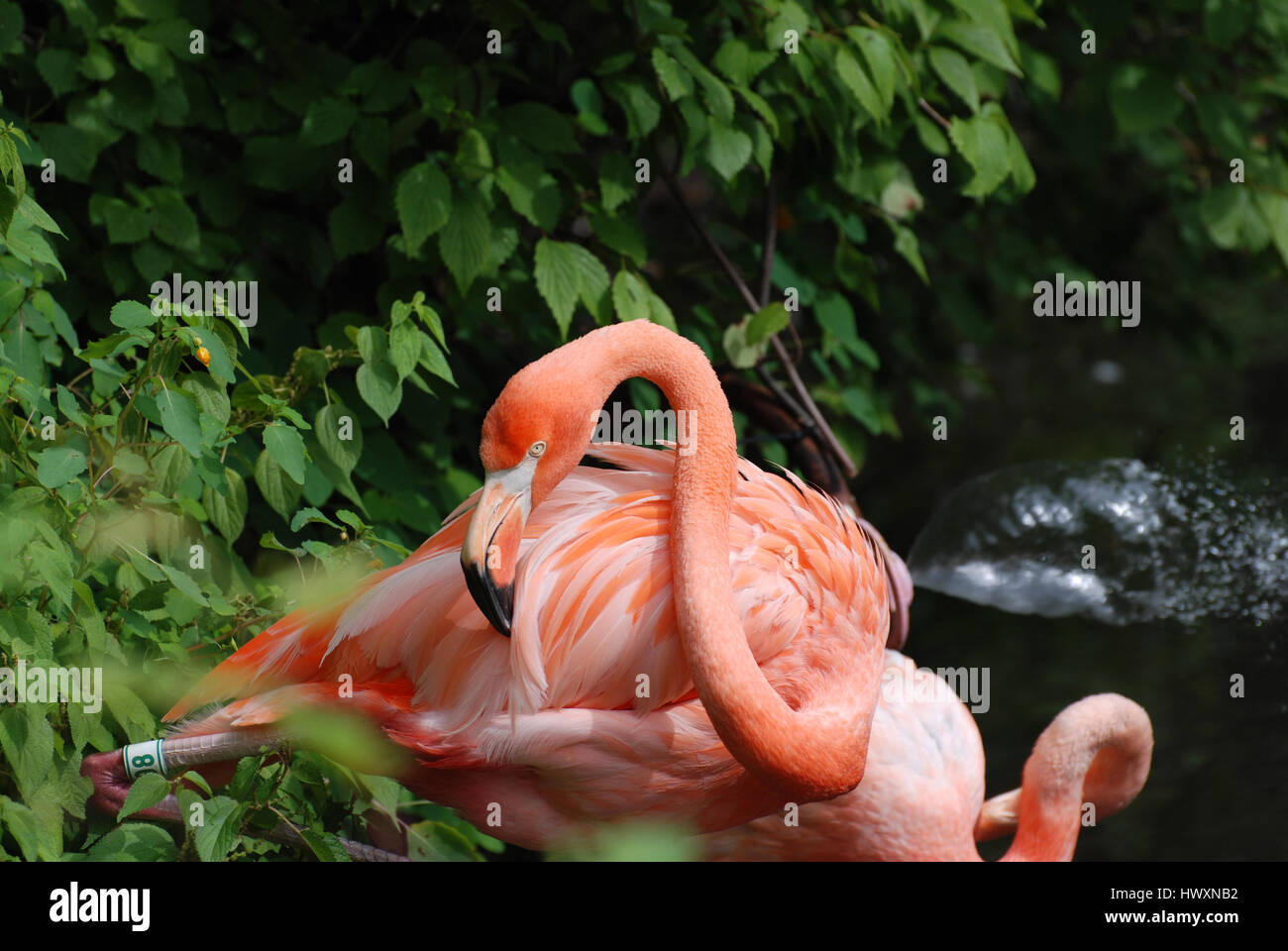 Ruffling feathers on a Carribean flamingo bird Stock Photo - Alamy