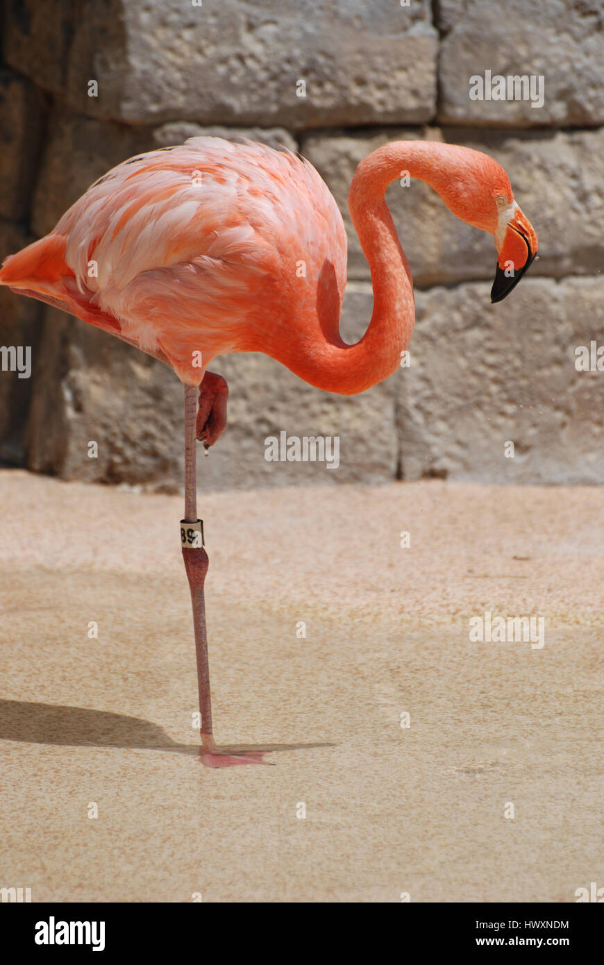 Pink flamingoes one leg hi-res stock photography and images - Alamy