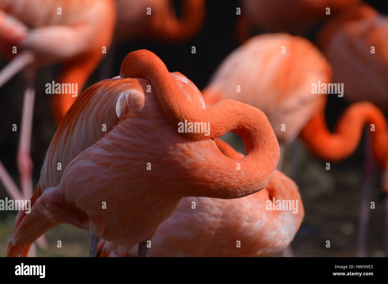 Pink flamingo with his head buried under his wing Stock Photo - Alamy