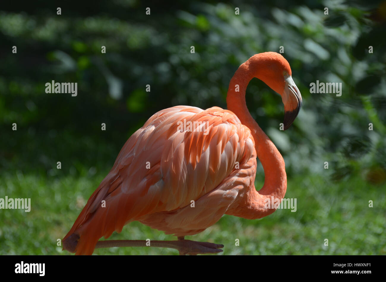 Greater flamingo bird standing balanced on one leg Stock Photo - Alamy