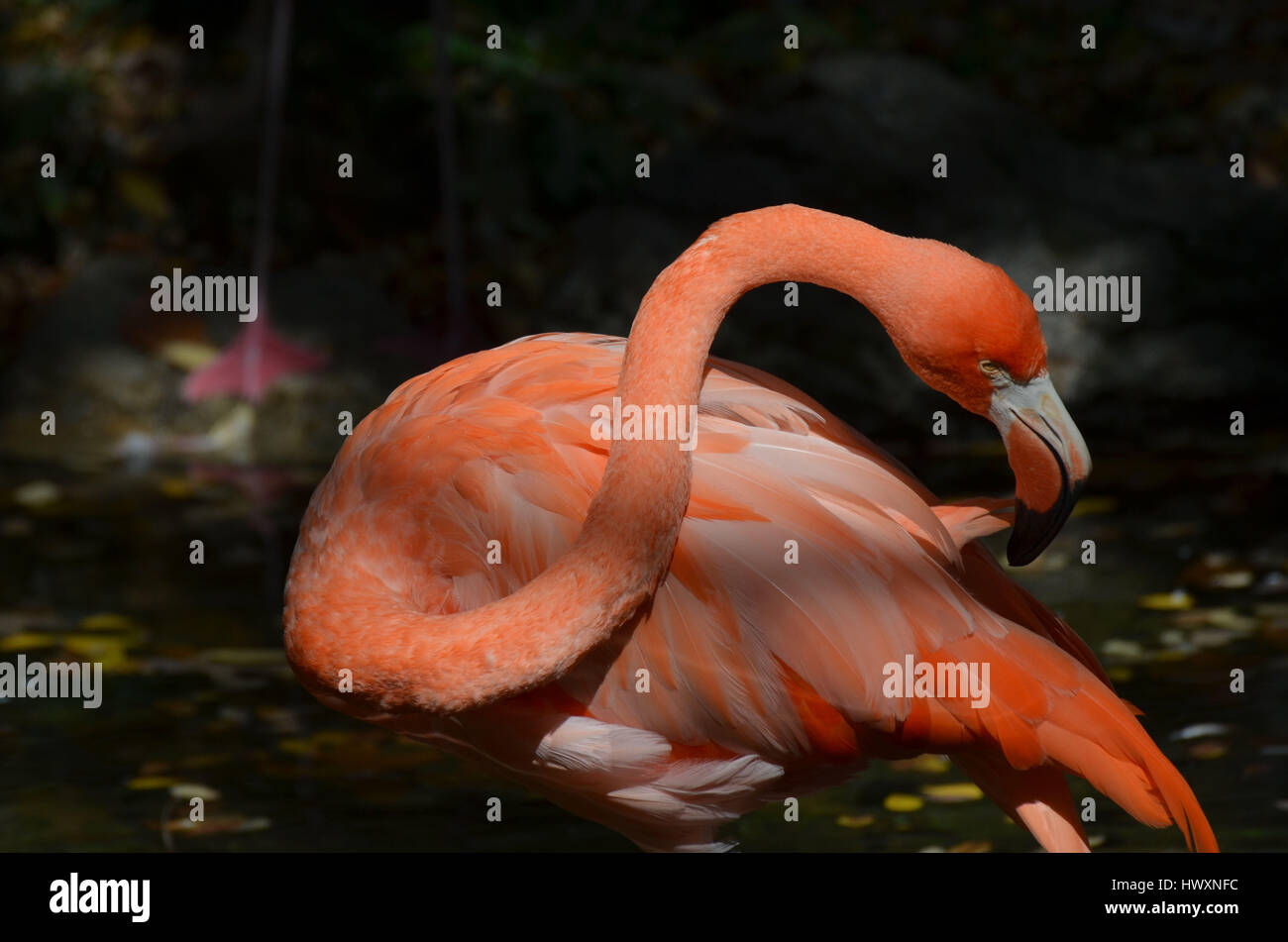 Gorgeous pink flamingo with brilliant colors Stock Photo - Alamy