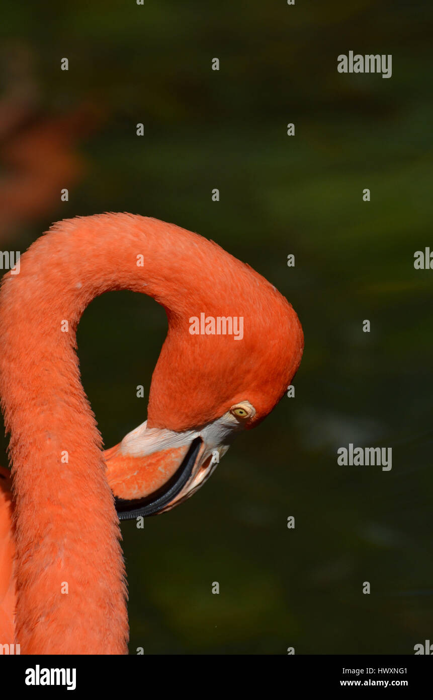 Pink flamingo bird scratching his neck Stock Photo - Alamy