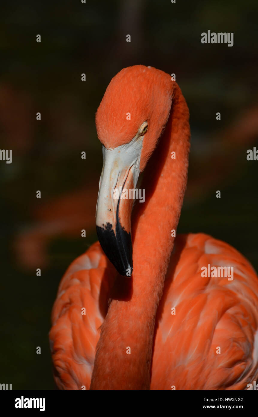 Brilliant coloring on a gorgeous greater flamingo bird Stock Photo - Alamy