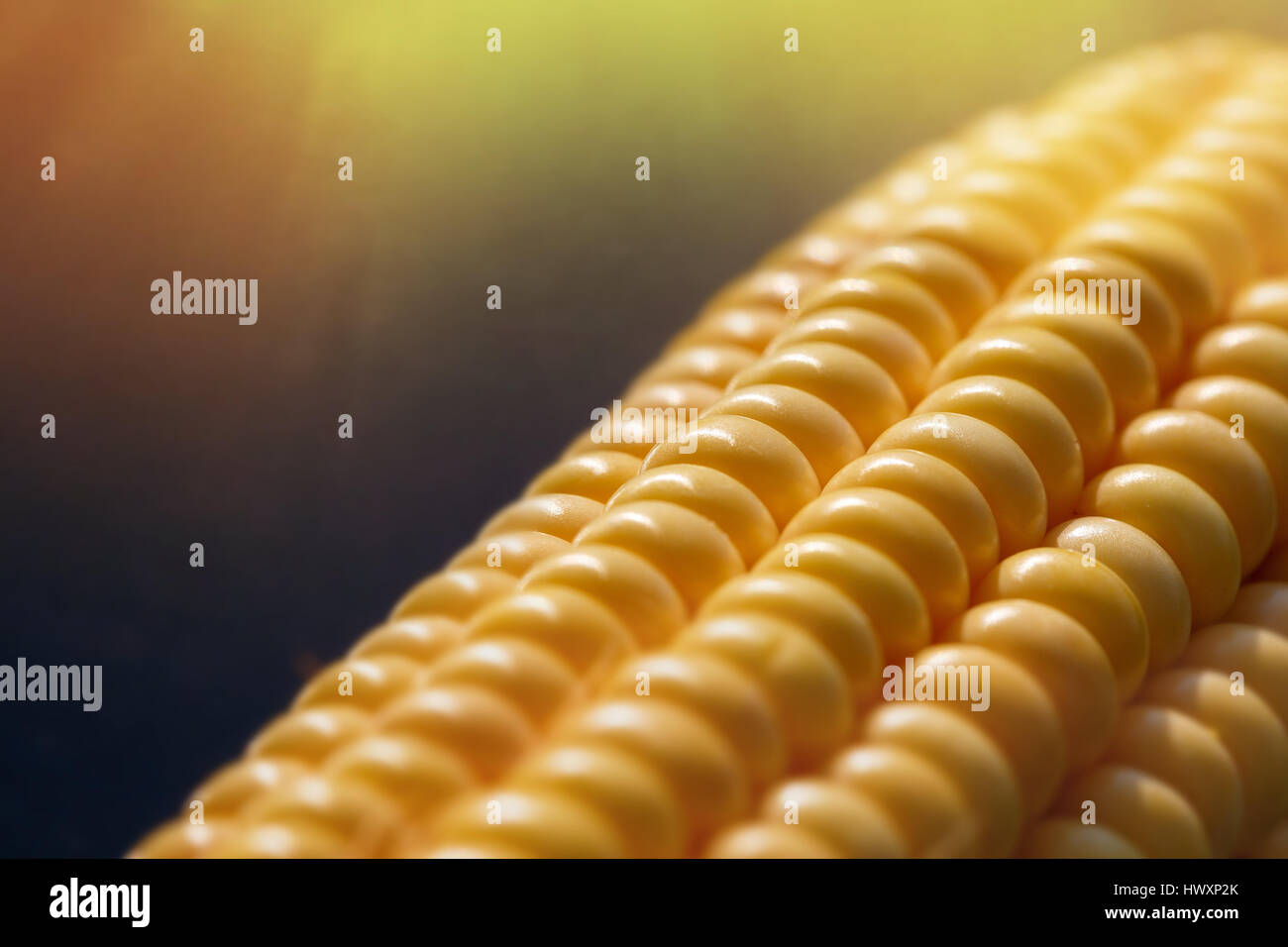 Closeup of ripe, yellow corn kernels with bright glowing sunlight ...