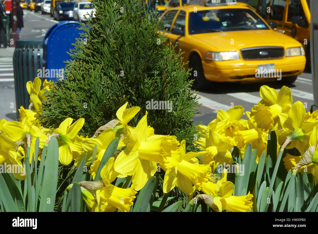 Spring in New York City Stock Photo - Alamy