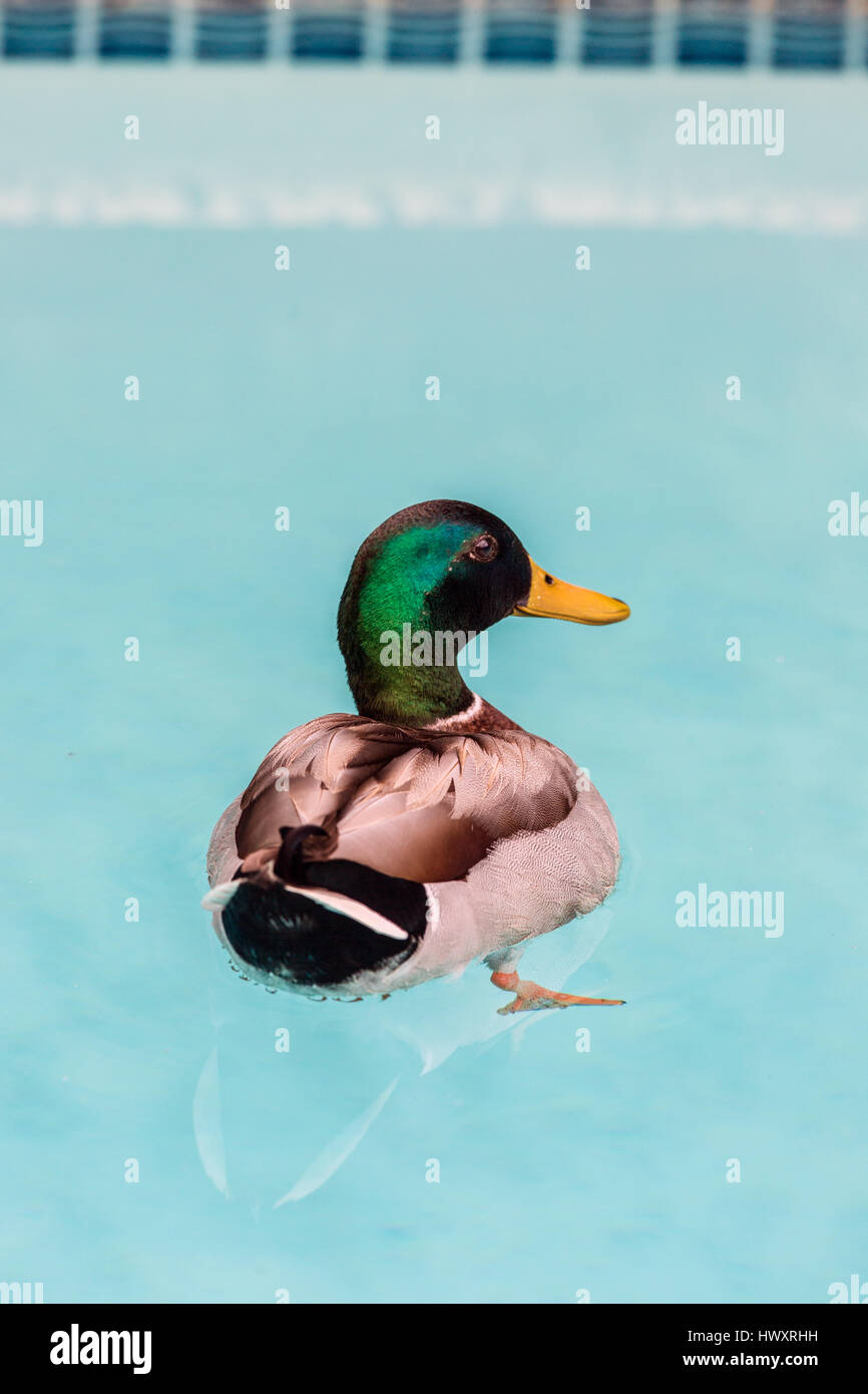 A duck in a swimming pool in California Stock Photo - Alamy