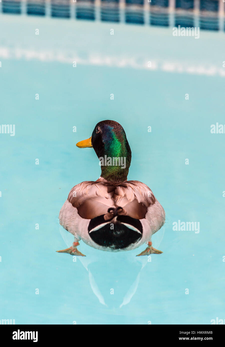 A duck in a swimming pool in California Stock Photo - Alamy