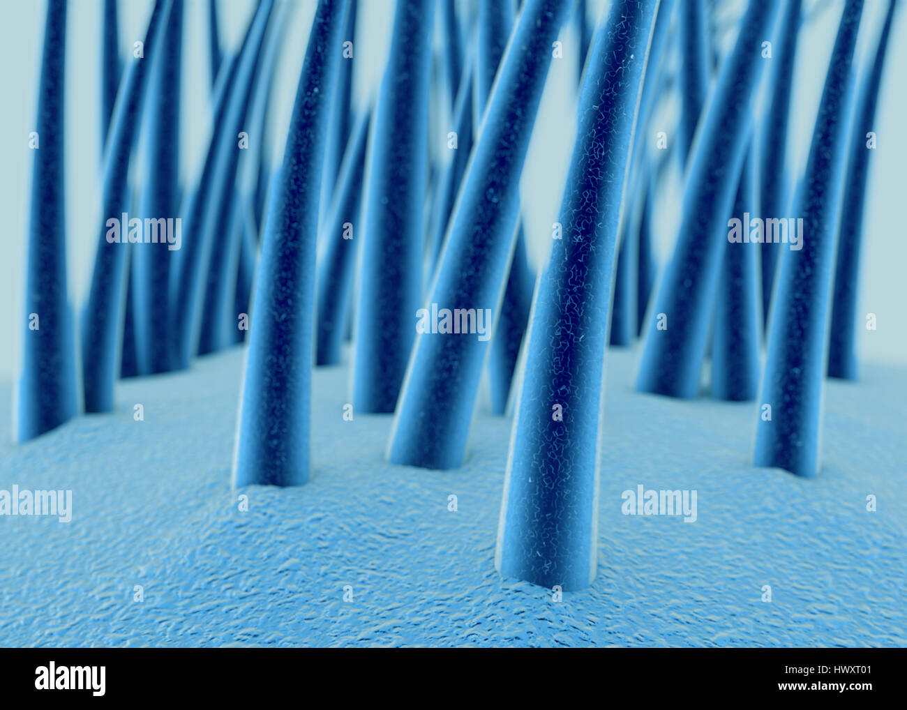 Hair follicle microscope hi-res stock photography and images - Alamy