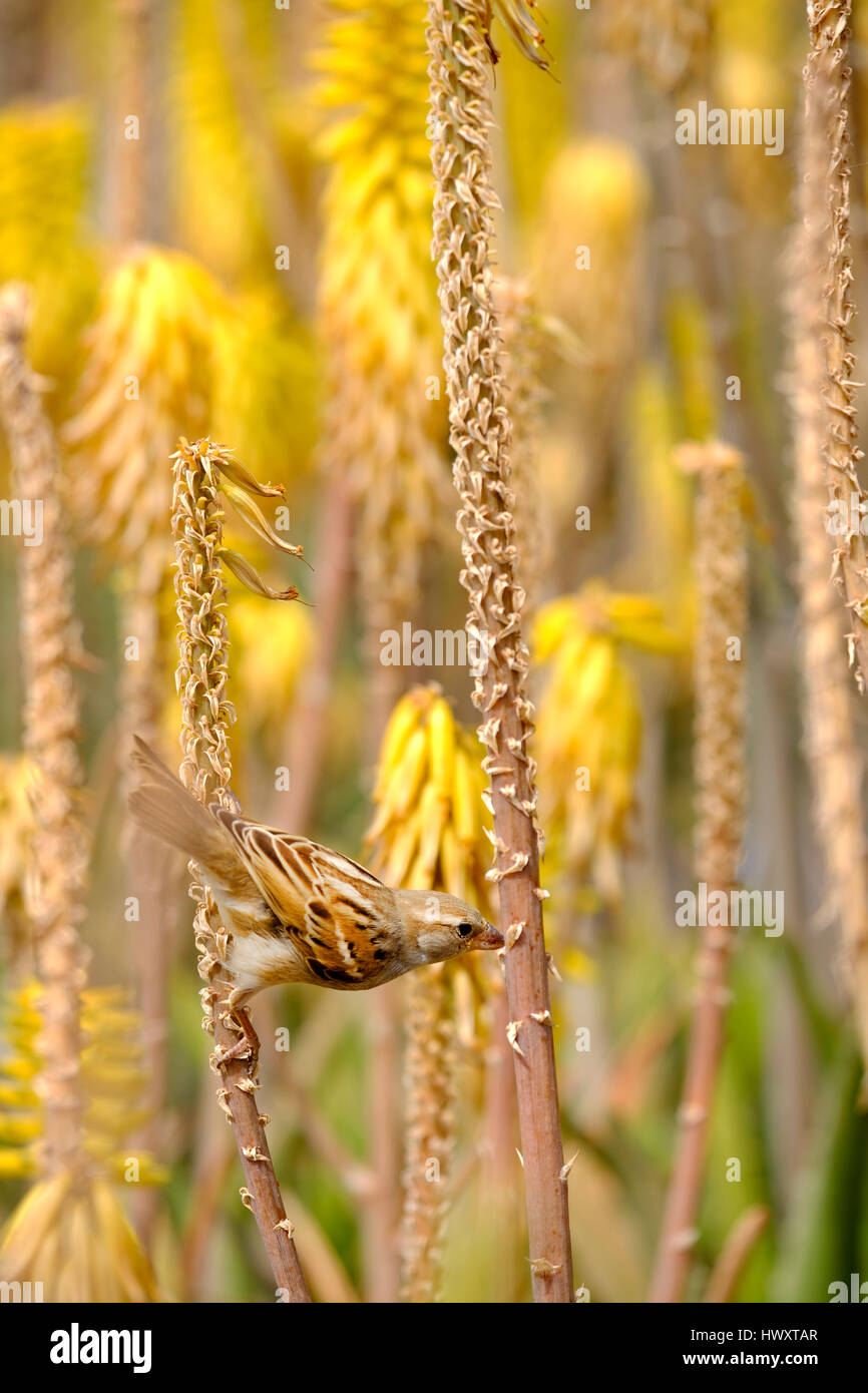 A Spanish Sparrow or willow sparrow, Passer hispaniolensis, feeding on ...