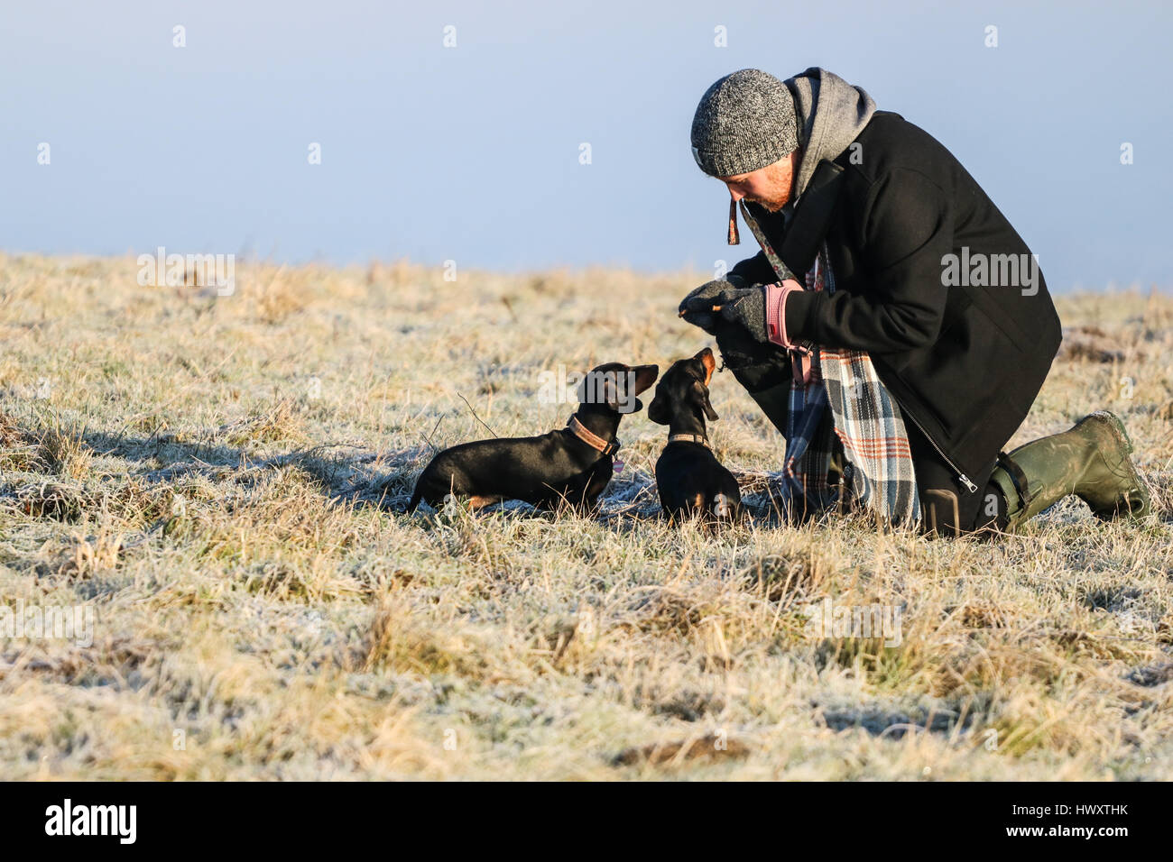 Man wrapped up warm walking miniature dachshunds Stock Photo - Alamy
