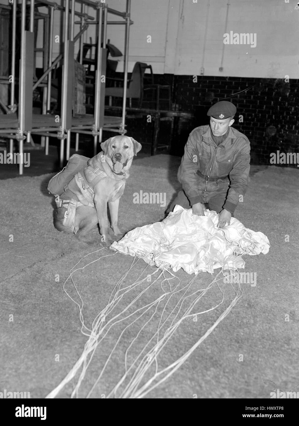 Parachute dog hi-res stock photography and images - Alamy