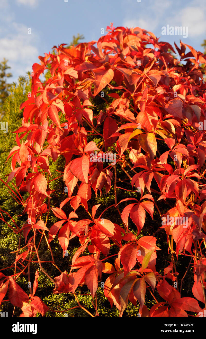 fir tree covered in virginia creeper Stock Photo - Alamy