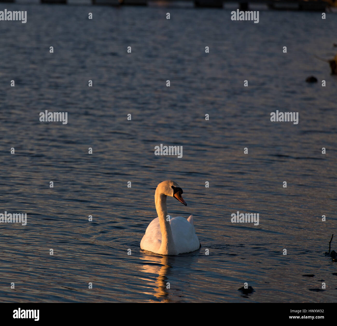Cardiff bay swans hi-res stock photography and images - Alamy
