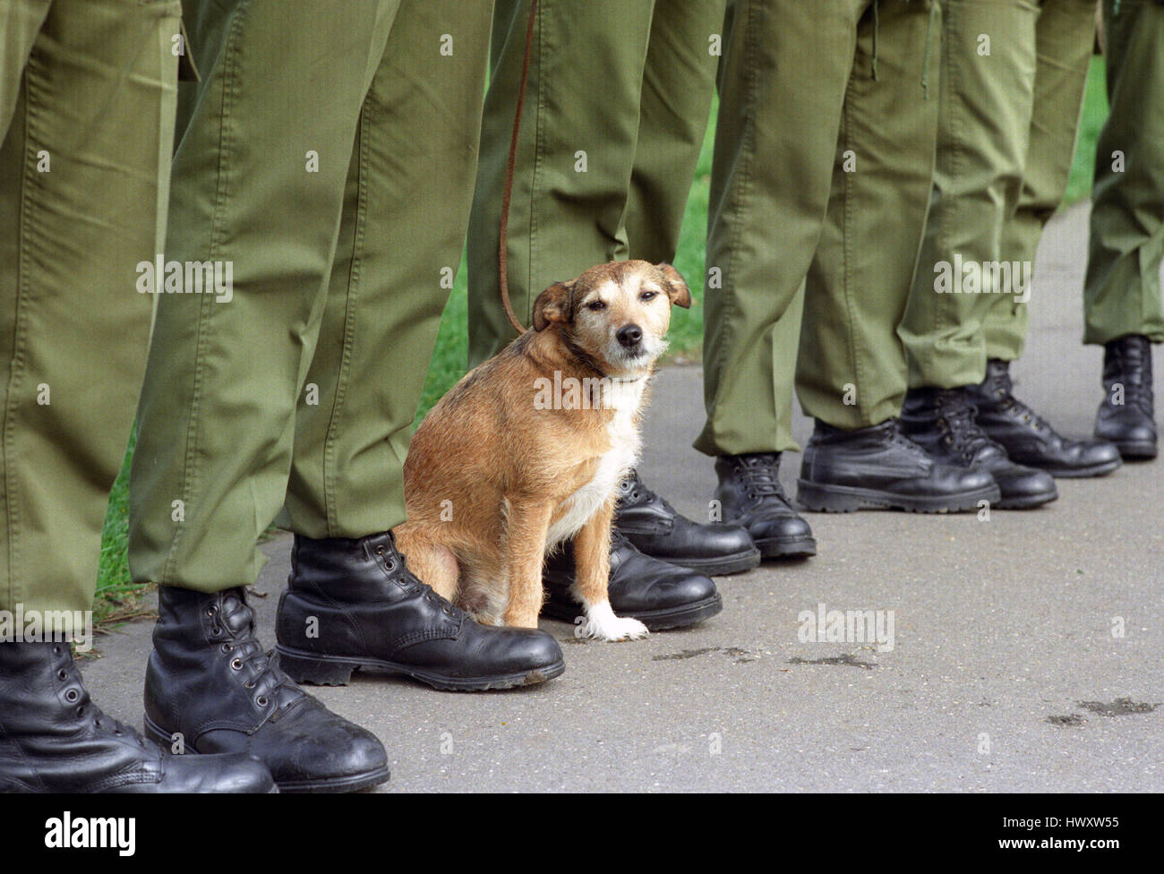 Jake, son of Rats the military champion, stands with the elite ...