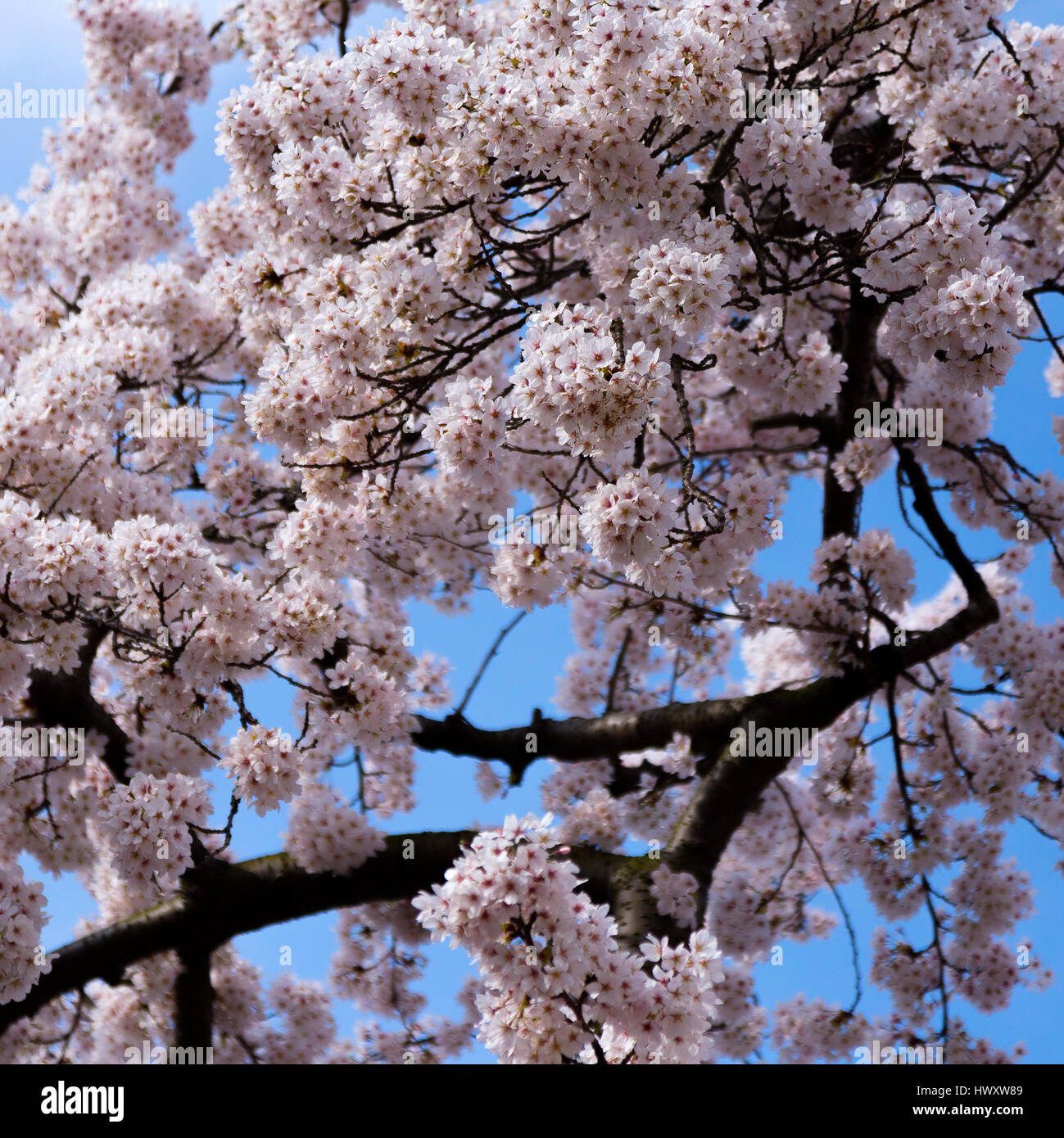 Early Spring Flowering Cherry Blossom Stock Photo - Alamy