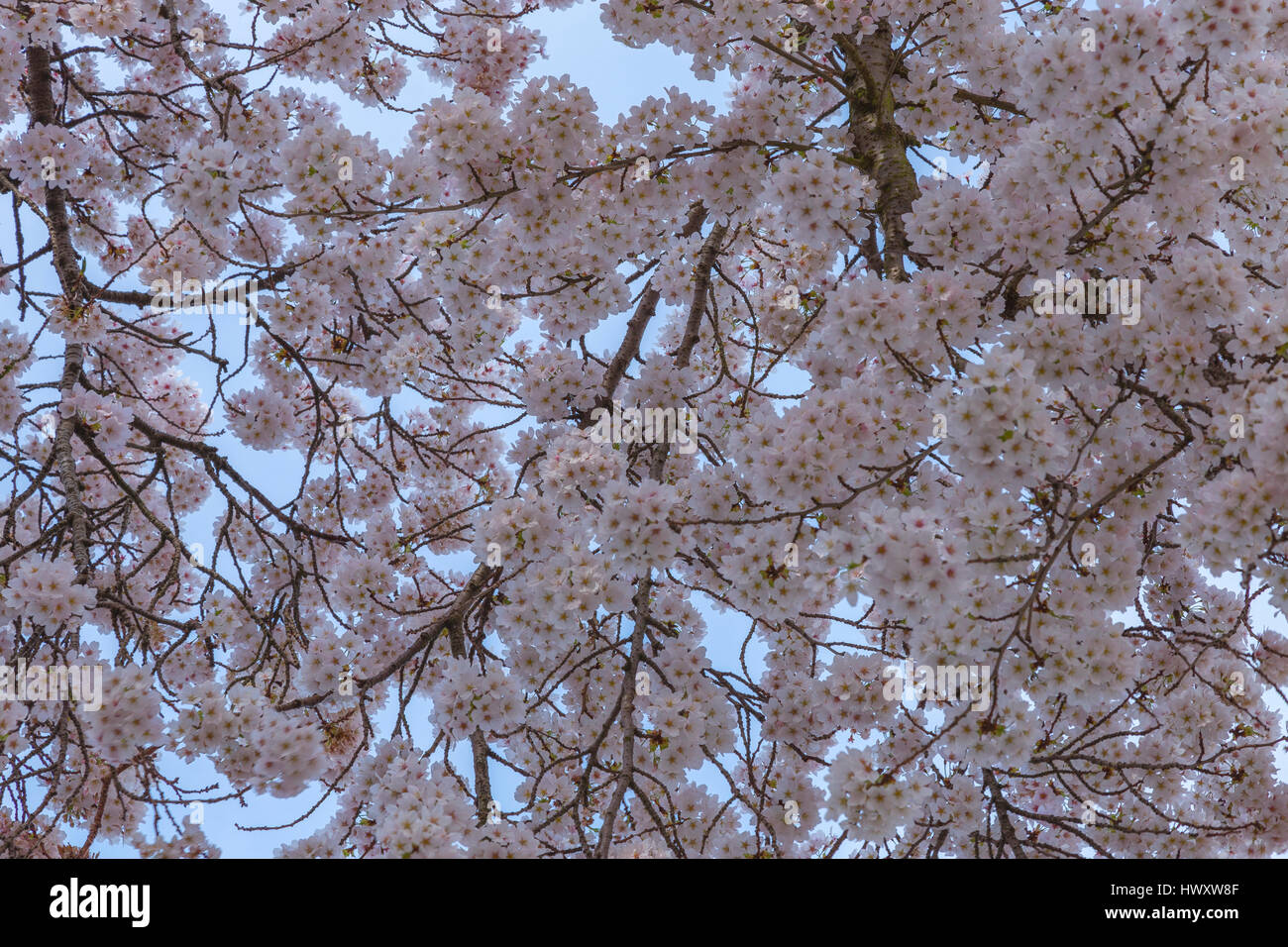 Early Spring Flowering Cherry Blossom Stock Photo - Alamy