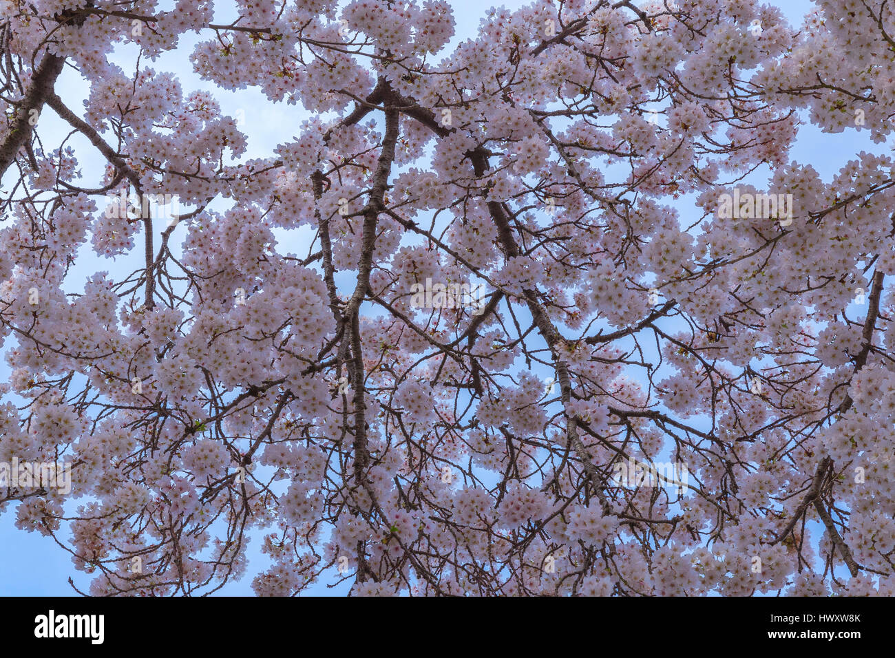 Early Spring Flowering Cherry Blossom Stock Photo - Alamy
