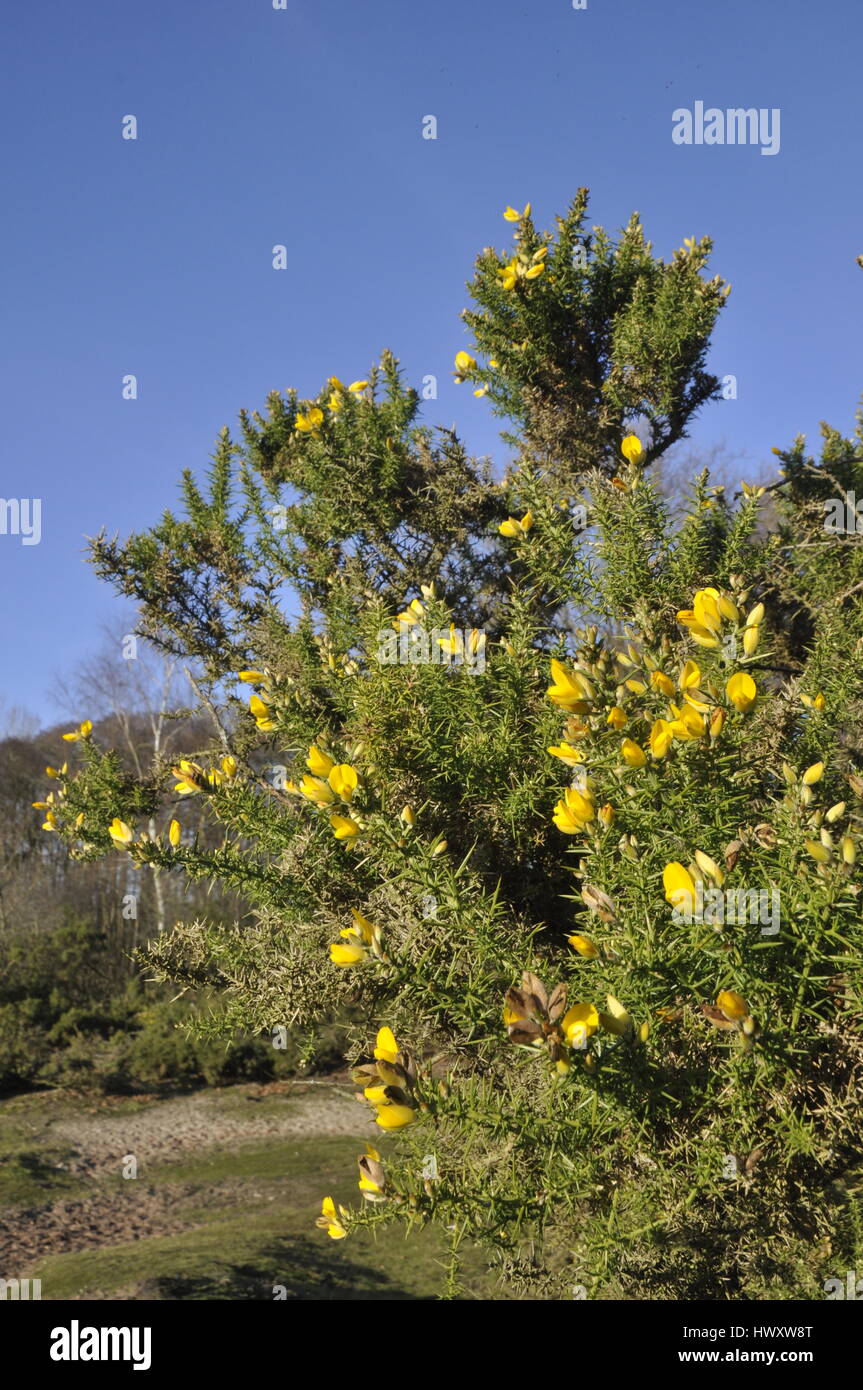 Gorse shrub hi-res stock photography and images - Alamy
